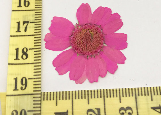 Pink Chrysanthemum Pressed Flower Candles Decoration For DIY Materials