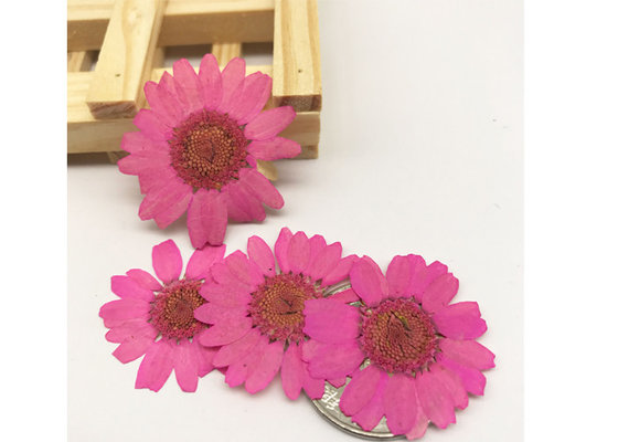 Colorful Pressed Flower Crafts , Diameter 3CM True Plant Dry Flower Decoration