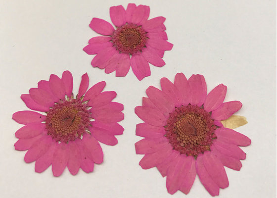 DIY Gem Decoration Pressed Flower Art , Diameter 3CM Red Dried Roses Art