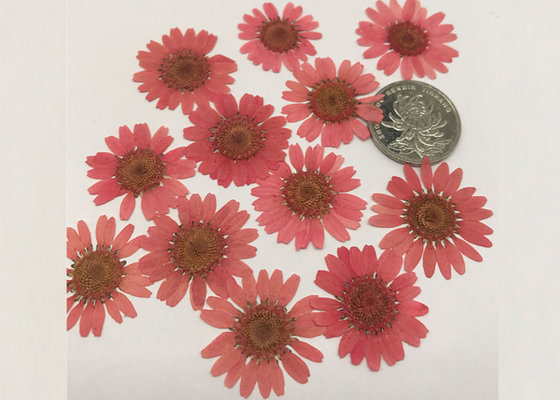 Mirror Decoration Dried Pressed Flowers Material For DIY Handicrafts