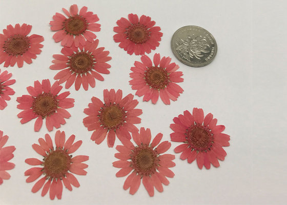 Vanity Mirror Material DIY Pressed Flowers For UV Epoxy Accessories