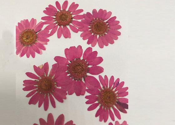 Natural DIY Pressed Flower Framed Art With Rose / Daisy / Chrysanthemum