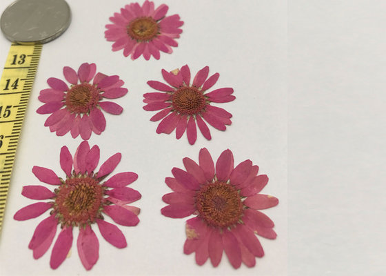 Door Hanger Material Pressing Large Flowers , Pressed Wildflowers For Restaurant