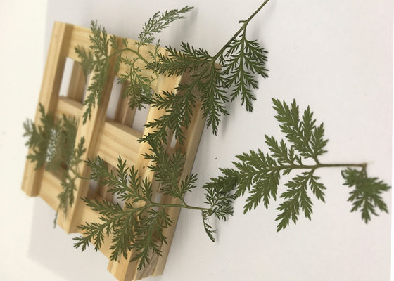 Green Leaf DIY Pressed Flowers Jewelry For Photo Frame Decoration on Dinning Room