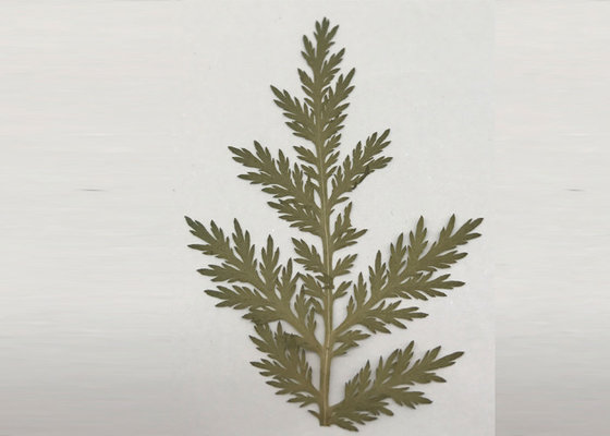 Original Color Fern Material DIY Pressed Flowers For Painting / Home Decoration