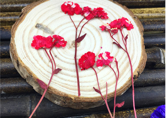 Red Daisy Material DIY Pressed Flowers Dried Specimen For Epoxy Cell Phone Case