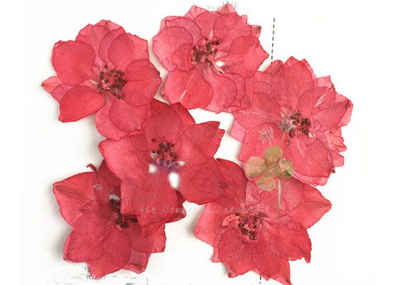 Colorful Larkspur Epoxy DIY Pressed Flowers For Wedding Fowers Pictures