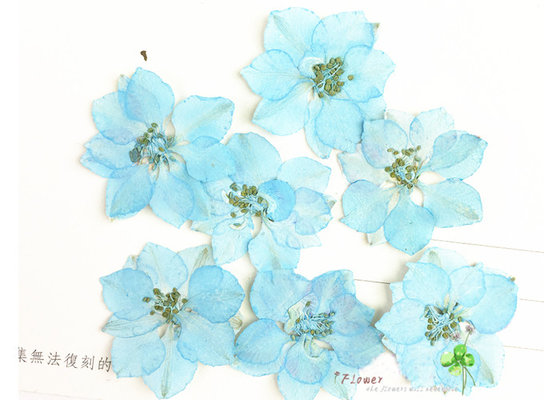 Eternal Floral Dried Pressed Flowers Larkspur Diameter 3CM For Christmas Decorations