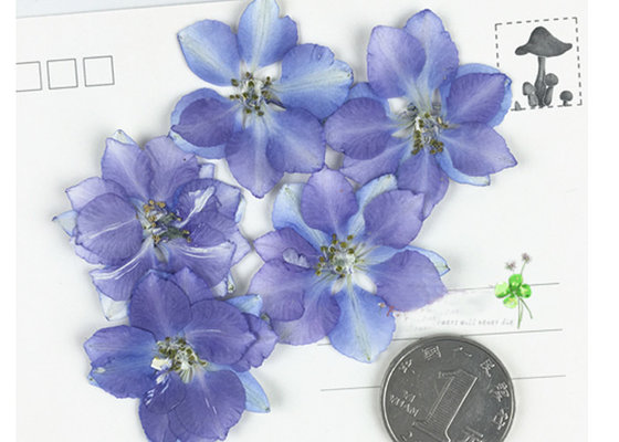 Eternal Floral Dried Pressed Flowers Larkspur Diameter 3CM For Christmas Decorations