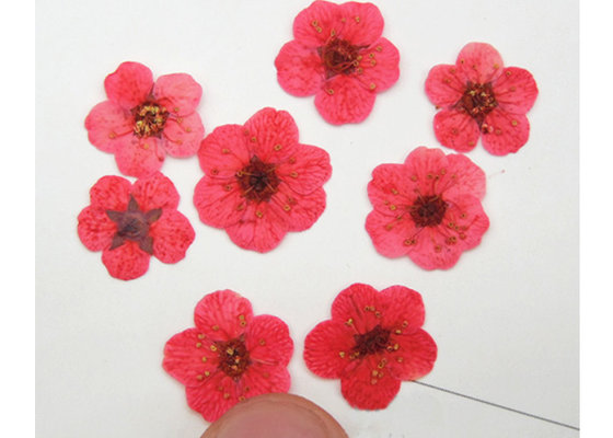 Narcissus Tiny Dried Flowers , Small Pressed Flowers Plant Specimen For Nail Decoration