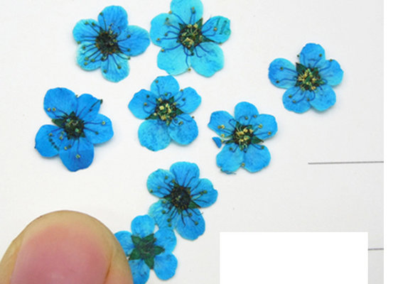 Aroma Wax Tablets Pressed Flower Gifts  Diameter 0.6CM For Home Decoration