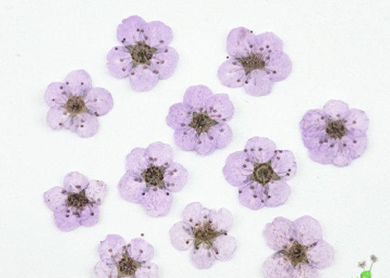 Pink Mikado Natural Dried Flowers Diameter 0.6CM For Nail / Gem Decoration