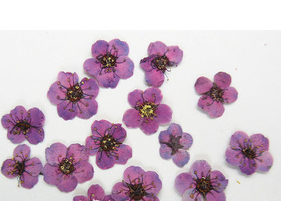 Purple Colour Narcissus Dried Flower Nail Art For DIY Nail Accessories