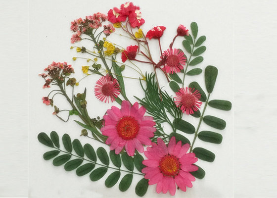 Colorful Framed Pressed Flowers Arrangement Daisy / Leaves / Fern For DIY Decoration