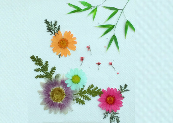 Daisy / Larkspur Natural Dried Flower Arrangements For DIY Handicraft