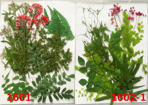 Beautiful Pressed Plant Art , Dry Leaves Artwork For Christmas Party Gifts Decoration