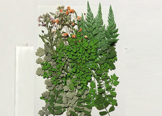 Wedding Decoration Mounting Pressed Flowers , Dried Green Flowers For Gifts Card Ornament