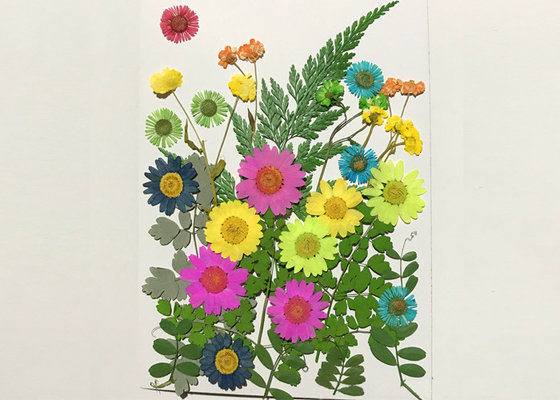 Green Color Natural Dried Flowers Vegetation Specimen For Party Favors