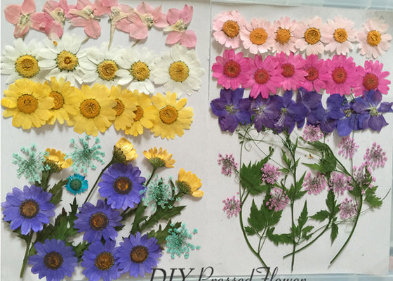 Vacuum Bag Pressed Flower Gifts Colorful Leaves / Daisy / Larkspur For Decorative Candle
