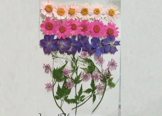 Raw Material Colorful DIY Pressed Flowers Plant Specimens For Kindergarten