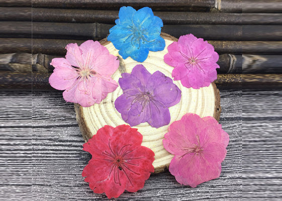 Pink Dried Cherry Blossom Flowers Ornaments For DIY Hand Work Greeting Cards