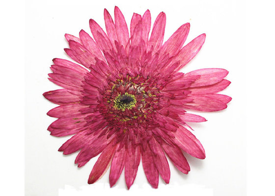 Purple Gerbera Size 8CM DIY Pressed Flowers For Epoxy Material / Painting Decoration