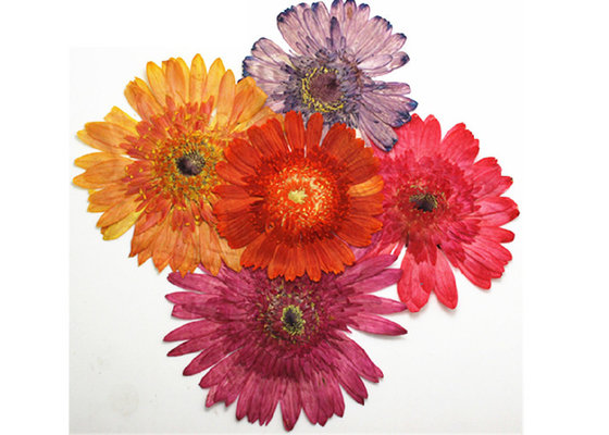 Yellow Chrysanthemum Dried Flower Arrangements For Festive / Party Decoration