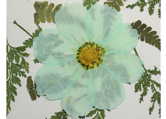 Natural True Pink Cosmos Framed Pressed Flowers For DIY Handicraft Bookmark / Lip Gloss