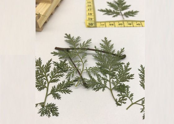 Christmas Card Preserving Pressed Flowers , Rock Fern DIY Dried Flowers And Leaves