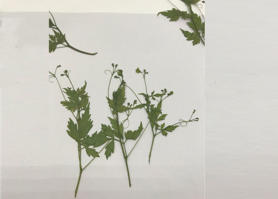 Green Pressed Flower Artwork , Decoration Pea Plant Drying And Pressing Flowers