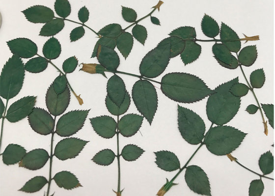 Clover Specimens Green Dried Flowers / DIY Handmade Mounting Pressed Flowers