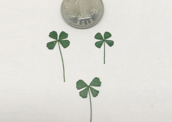 Small Clover Specimens Dried Green Flowers , Diameter 1.5CM DIY Hand Pressed Flowers