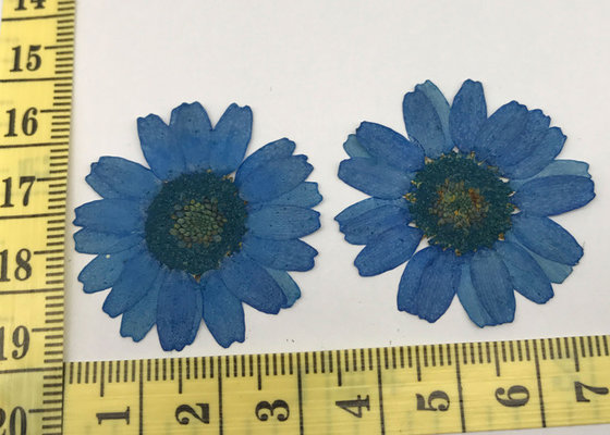 Dark Blue Mixed Dried Chrysanthemum Flower , Hand Pressed Flowers For Candles