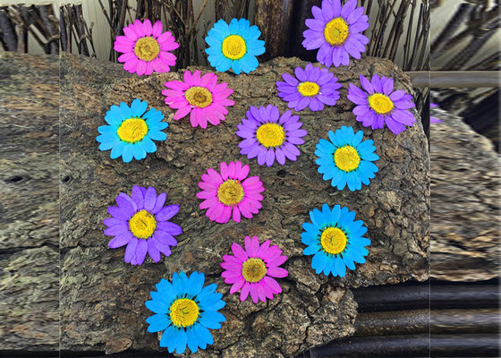 Nice Decorative Chrysanthemum Dried Flower For DIY Gem Bookmark Art Decoration