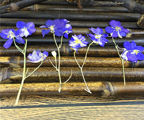 Candle Decoration Dried Flower Art , Larkspur With Stem DIY Pressed Flowers