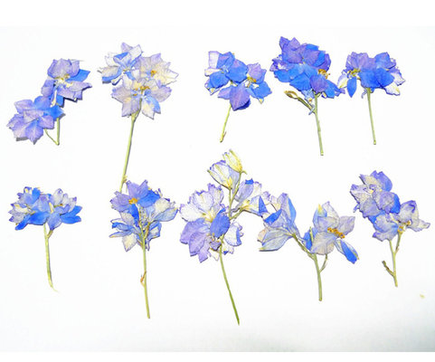 Larkspur Dye Light Blue Natural Dried Flowers Diameter 3CM  For Teaching Specimen