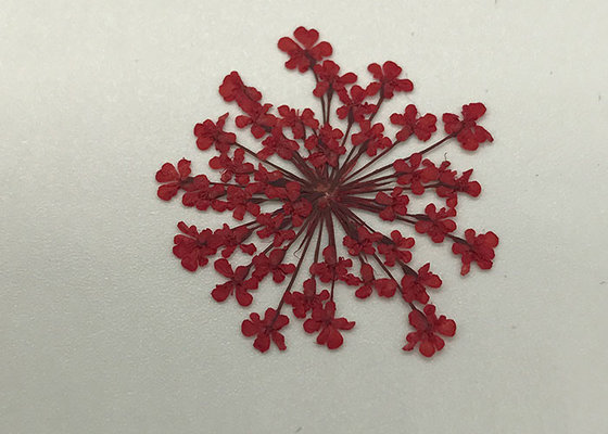 Custom Design Pressing Wedding Flowers , Pressed Flower Crafts OEM / ODM