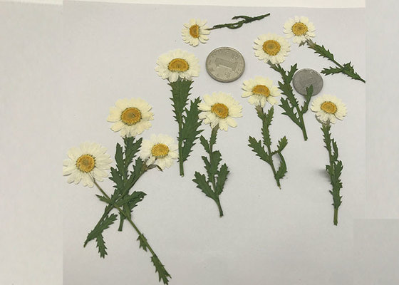 Chrysanthemum Dried Pressed Flowers True Plant For Leaf Vein Bookmark