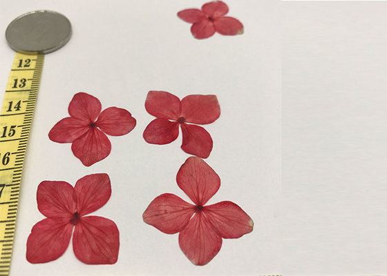Red Hydrangea Real Pressed Flowers , Pressed Flower Bookmark For Creative Gifts