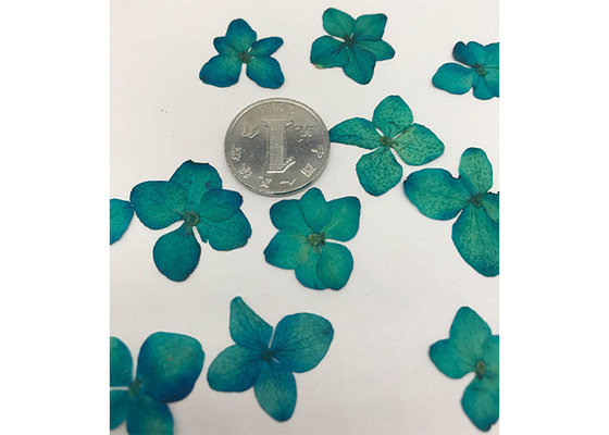 Blue Hydrangea Bookmarks Dried Pressed Flowers For Students Prizes Stationery