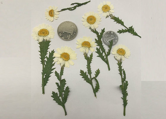 Fashion Dried Pressed Flowers White Chrysanthemum / Stem For Leaf Vein Bookmark Gifts
