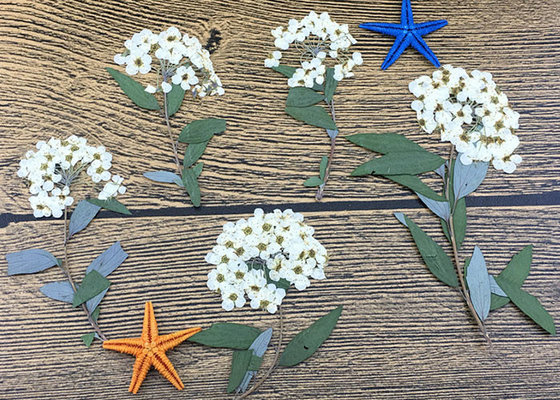 White Small Flower Dried Pressed Flowers For Epoxy Iphone 7 Phone Case