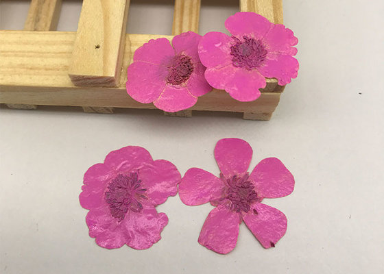 Buttercup Dried Pink Flowers , Small Pressed Flowers For Plant Teaching Specimen