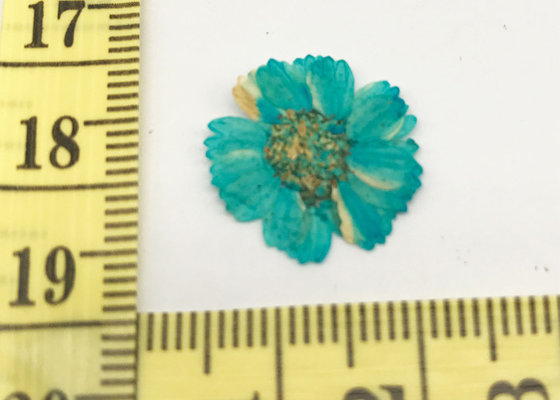 Achillea Lake Blue Dyed Dried Pressed Flowers For DIY Resin Gen Raw Material