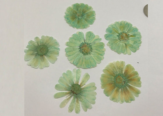 Mint Green Dyed Dried Pressed Flowers Handmade For Press Art Painting Material