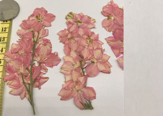 DIY Art Painting Real Dried Flowers , Pink Larkspur With Stem Large Pressed Flowers