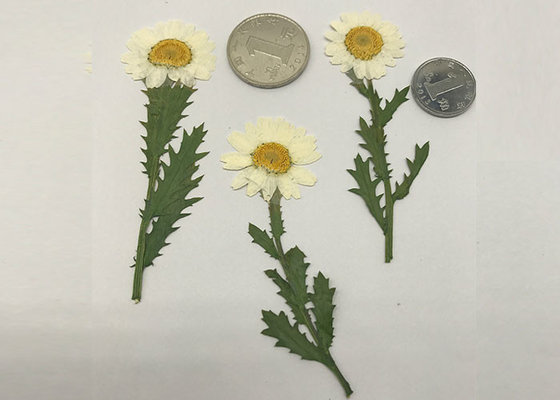 Diameter 3CM Chrysanthemum Dried Flower Christmas Ornaments Color Customized