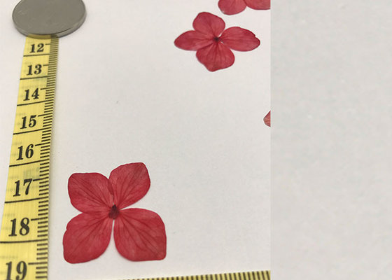 Handmade Drying Hydrangea Flowers , Red Flat Dried Flowers For New Year Card
