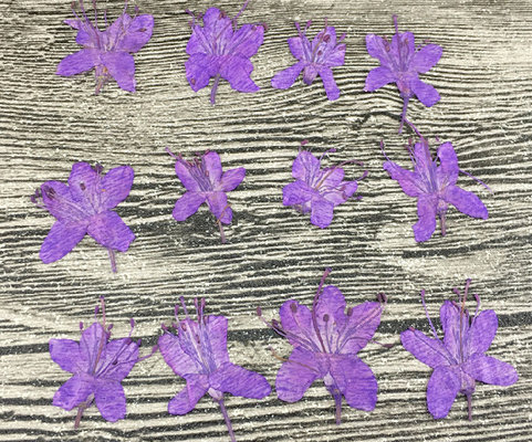 Small Azaleas Framed Pressed Flowers DIY Resin Material For Gem / Necklace Decoration