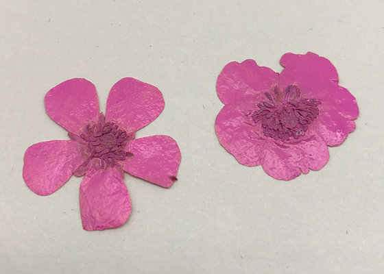 DIY Framed Pressed Flowers Buttercup Flower Diameter 1.5CM For Beauty Nail Decoration
